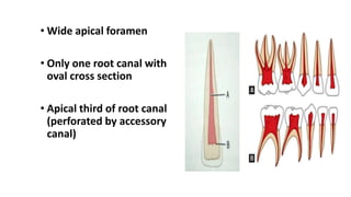 pediatrics dentistry.pptx(It is about pulp canal morphology of ...