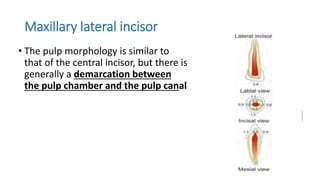 pediatrics dentistry.pptx(It is about pulp canal morphology of ...