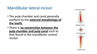 pediatrics dentistry.pptx(It is about pulp canal morphology of ...