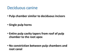 pediatrics dentistry.pptx(It is about pulp canal morphology of ...