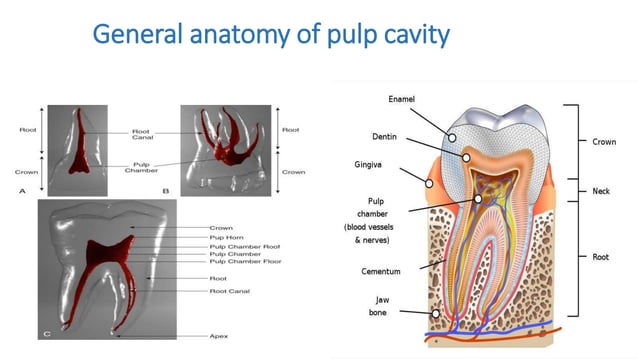 pediatrics dentistry.pptx(It is about pulp canal morphology of ...