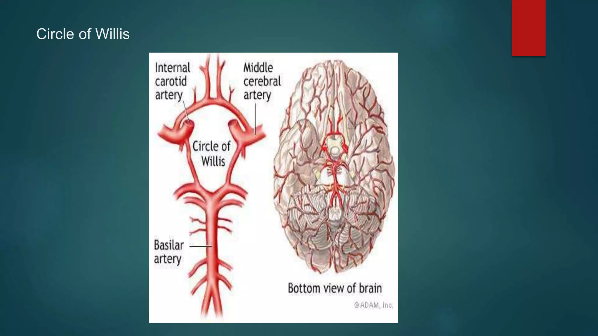 Pediatric stroke syndromes | PPTX
