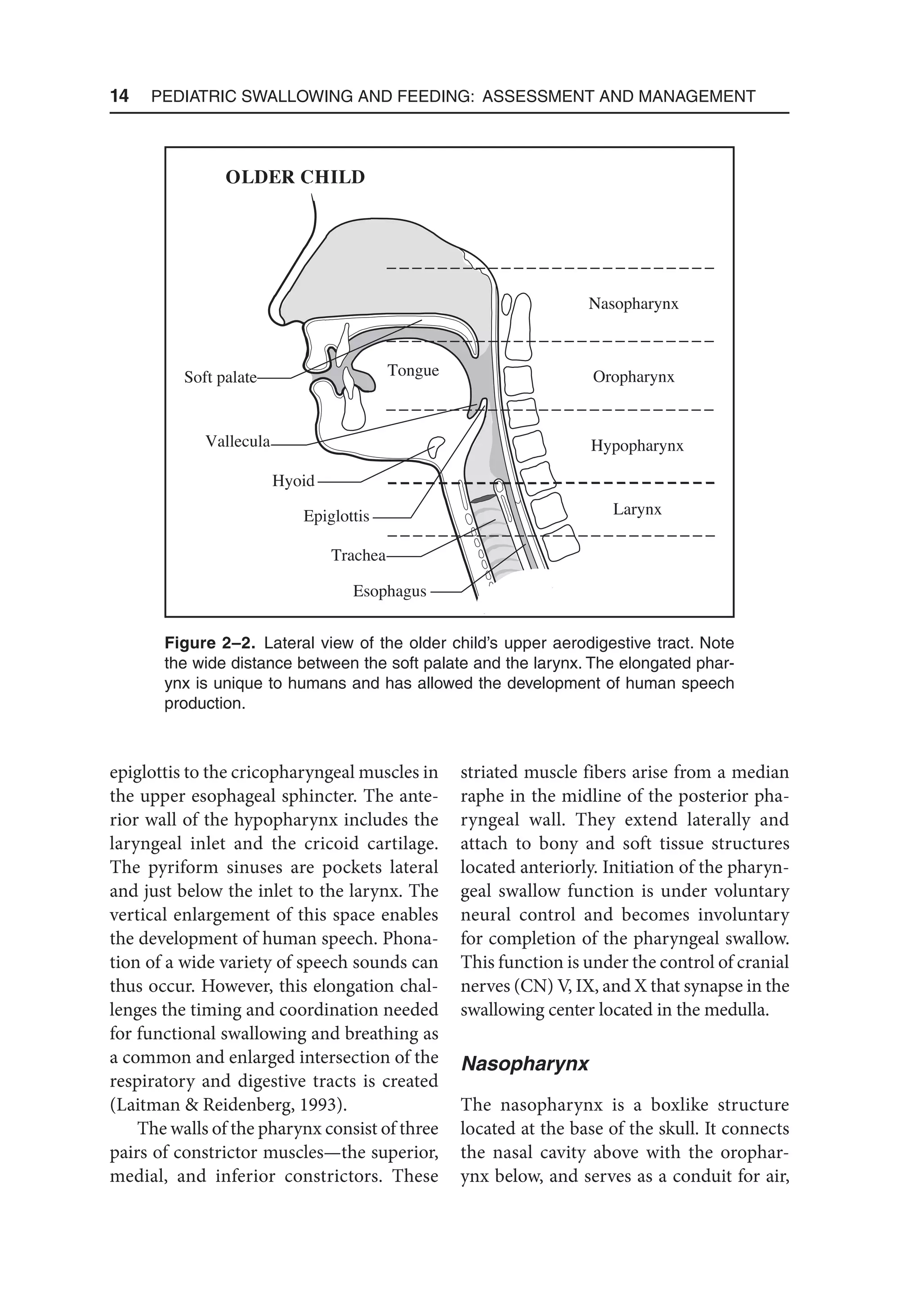 Pediatric Swallowing And Feeding Assessment And Management Third Pdf