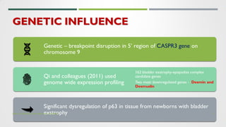 Pediatric urology:Bladder extrophy and Epispadias complex | PDF