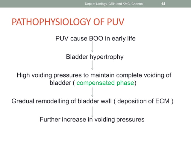 Pediatric urology :Posterior Urethral Valve (PUV)- diagnosis ...