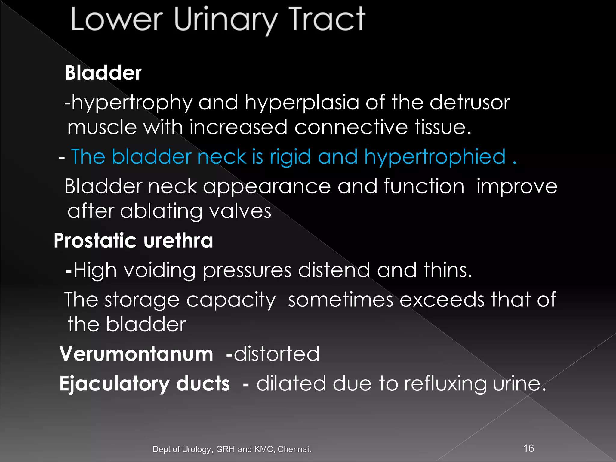 Pediatric urology : PUV- overview | PDF