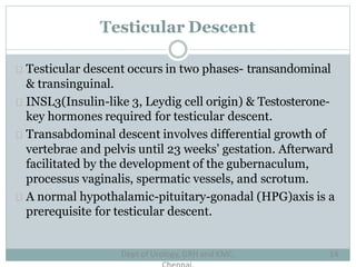 Pediatric urology :Undescended Testis (UDT) | PDF