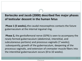 Pediatric urology :Undescended Testis (UDT) | PDF