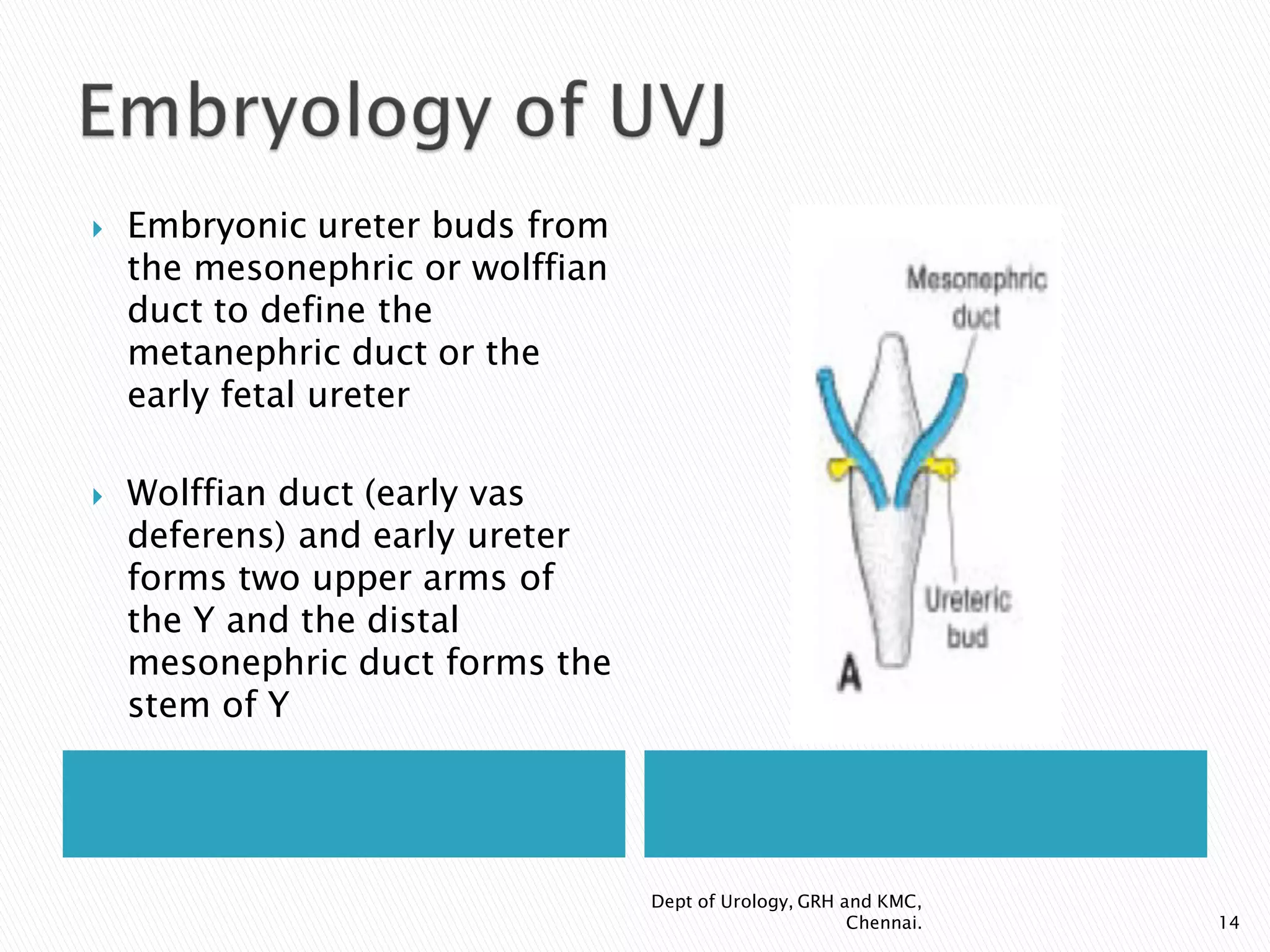 Pediatric urology : Vesicoureteric reflux(vur)- overview | PDF ...
