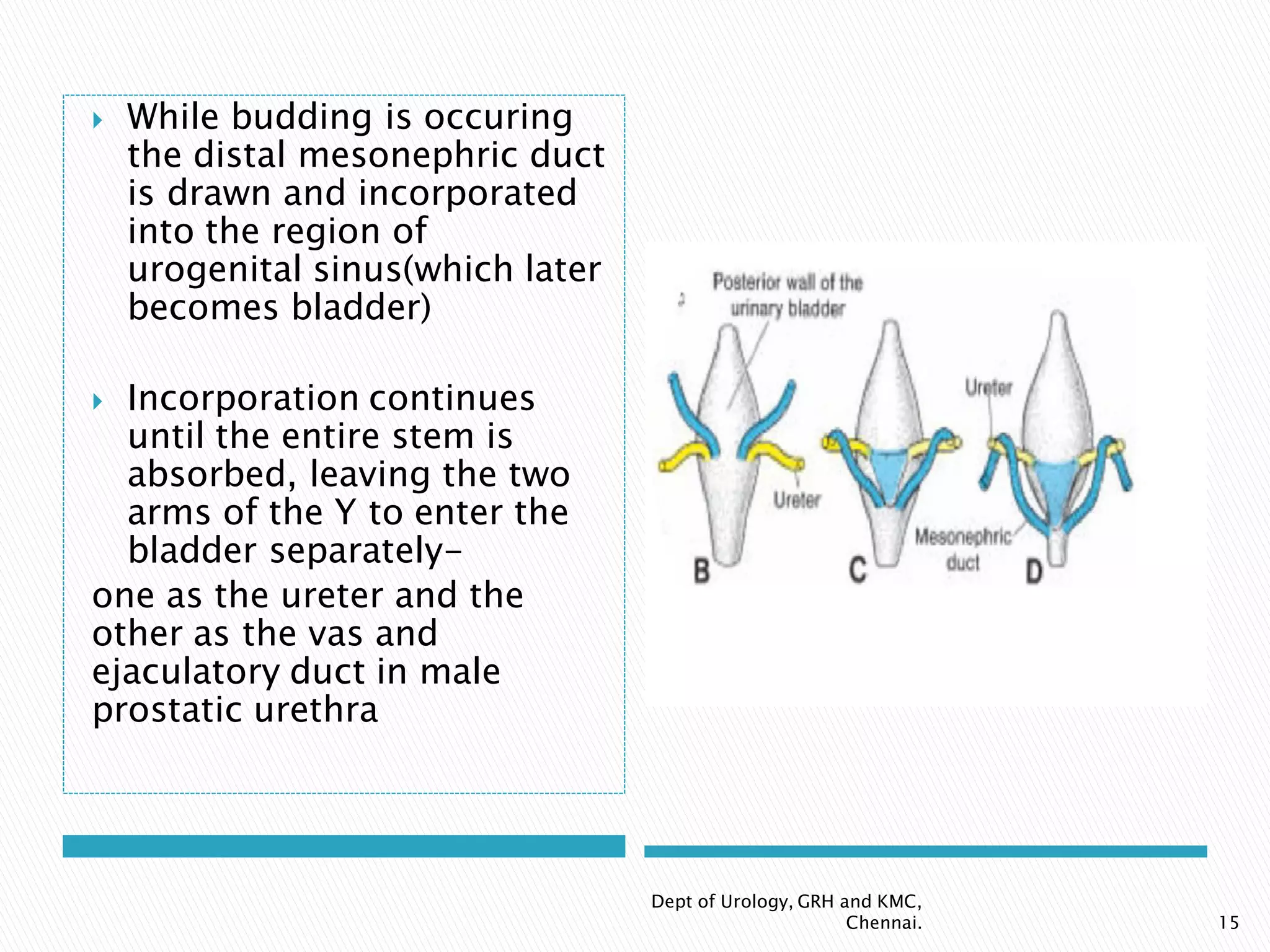 Pediatric urology : Vesicoureteric reflux(vur)- overview | PDF ...