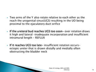 Pediatric urology : Vesicoureteric reflux(vur)- overview | PDF