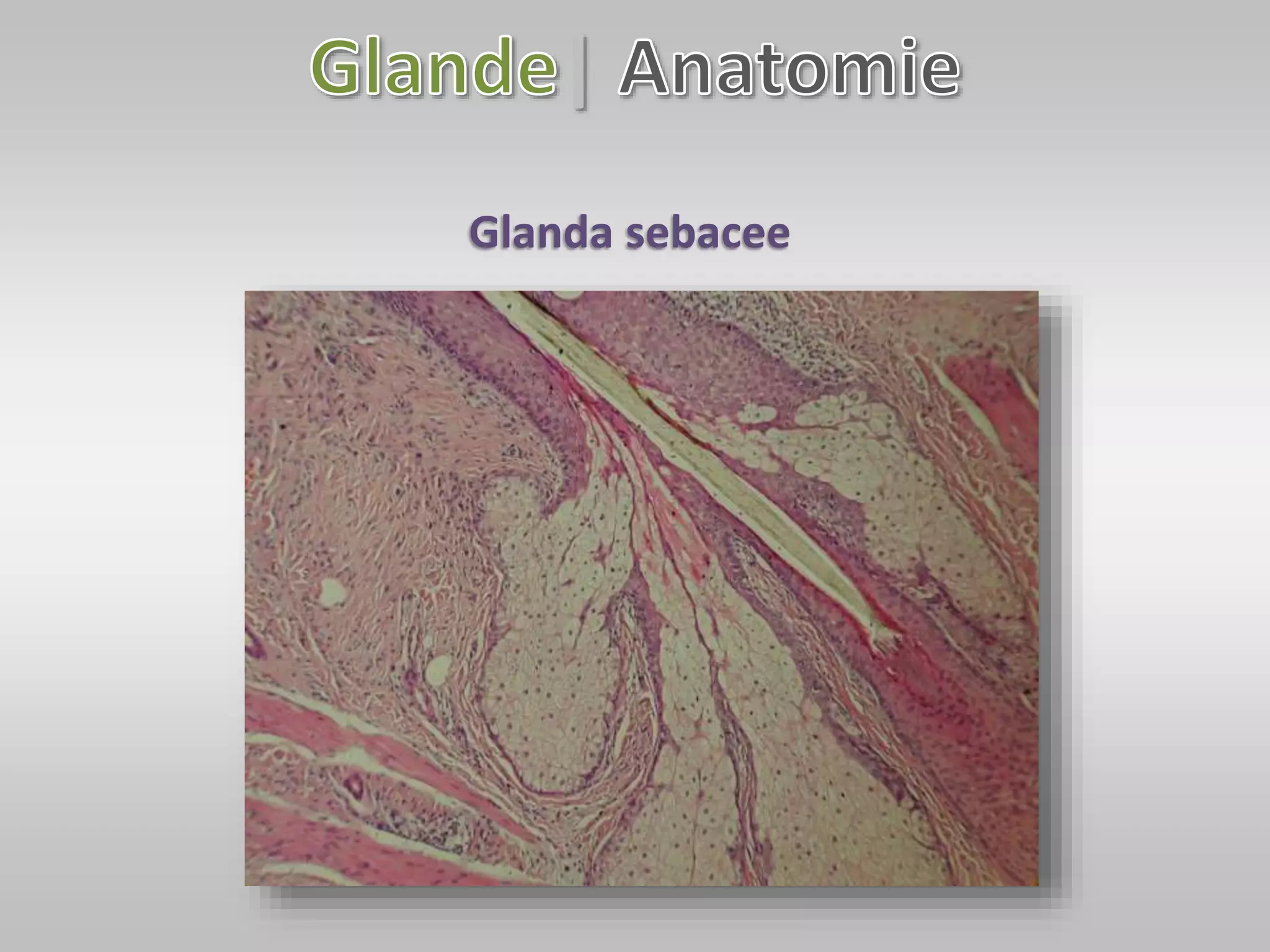 Tegumente și anexe la copii | PPTX