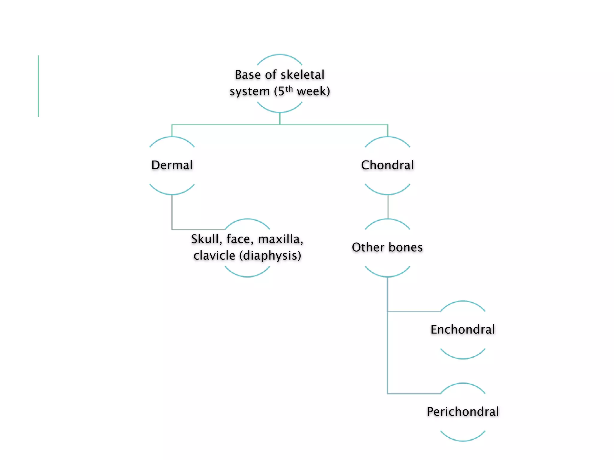 Features of Skeletal System in Children | PPT