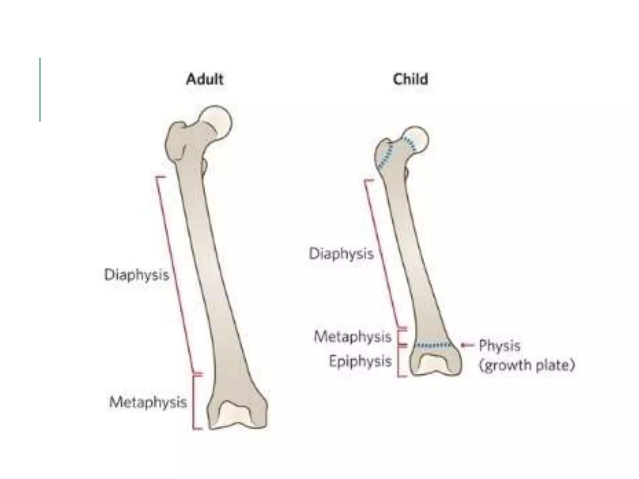 Features of Skeletal System in Children | PPT