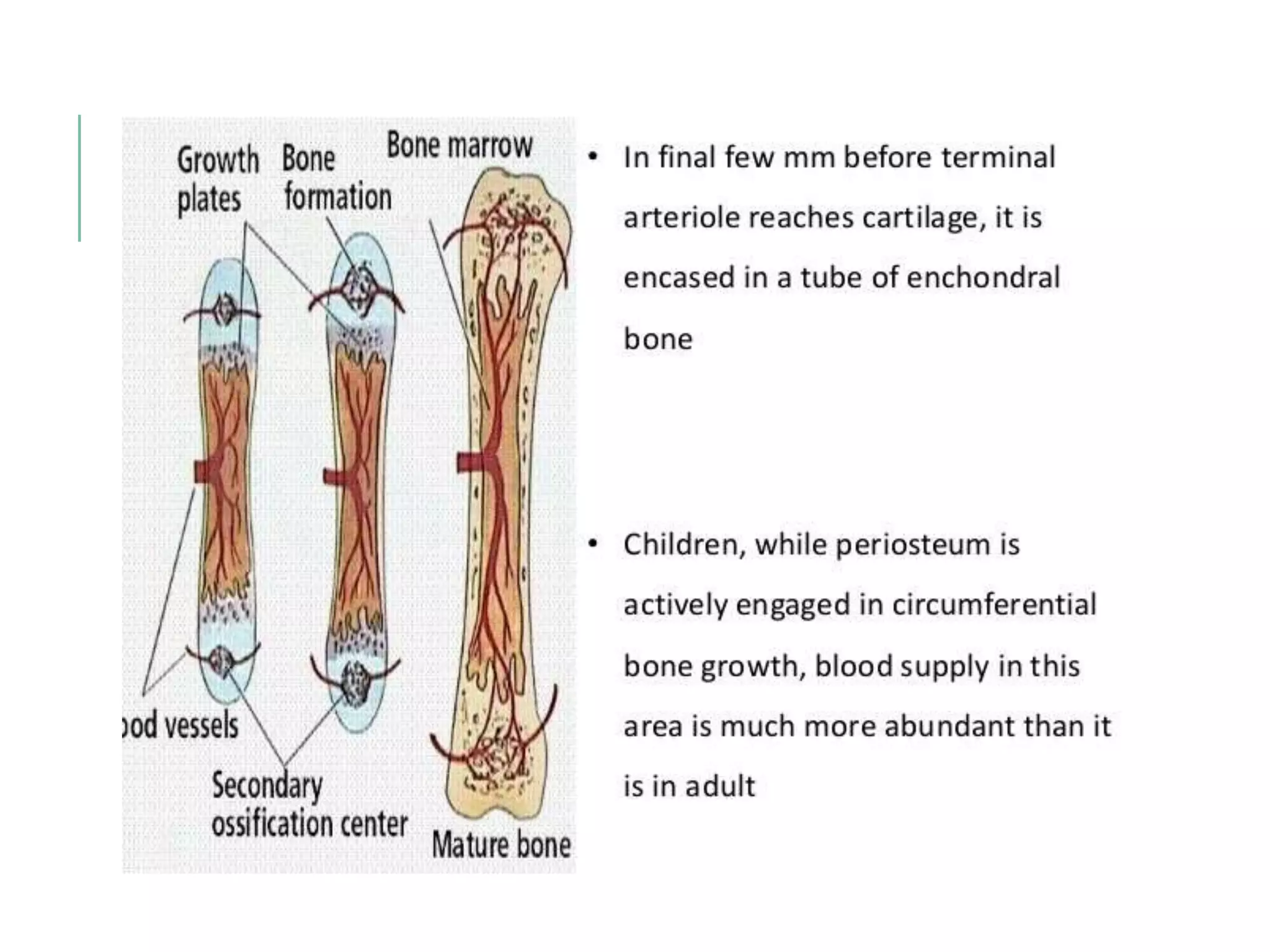 Features of Skeletal System in Children | PPT