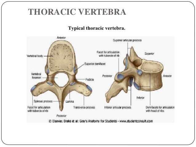 Pedicle Screws Fixation of Thoraco-Lumbar Spine