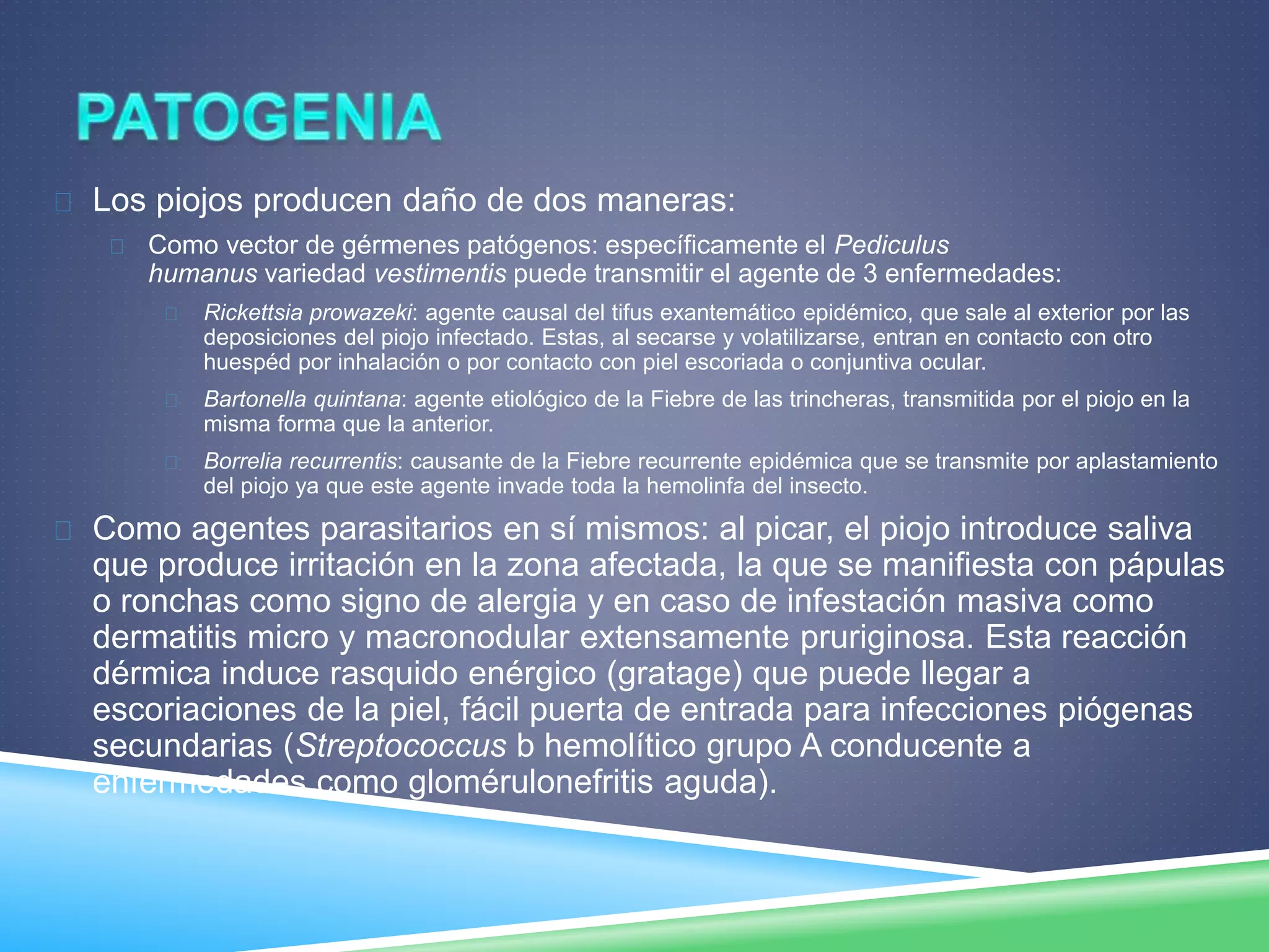 Pediculosis - Pediculosis capitis, corporis y púbica | PPTX