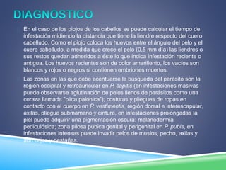 Pediculosis - Pediculosis capitis, corporis y púbica | PPTX