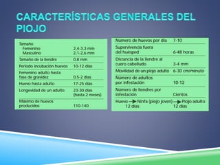 Pediculosis - Pediculosis capitis, corporis y púbica | PPTX