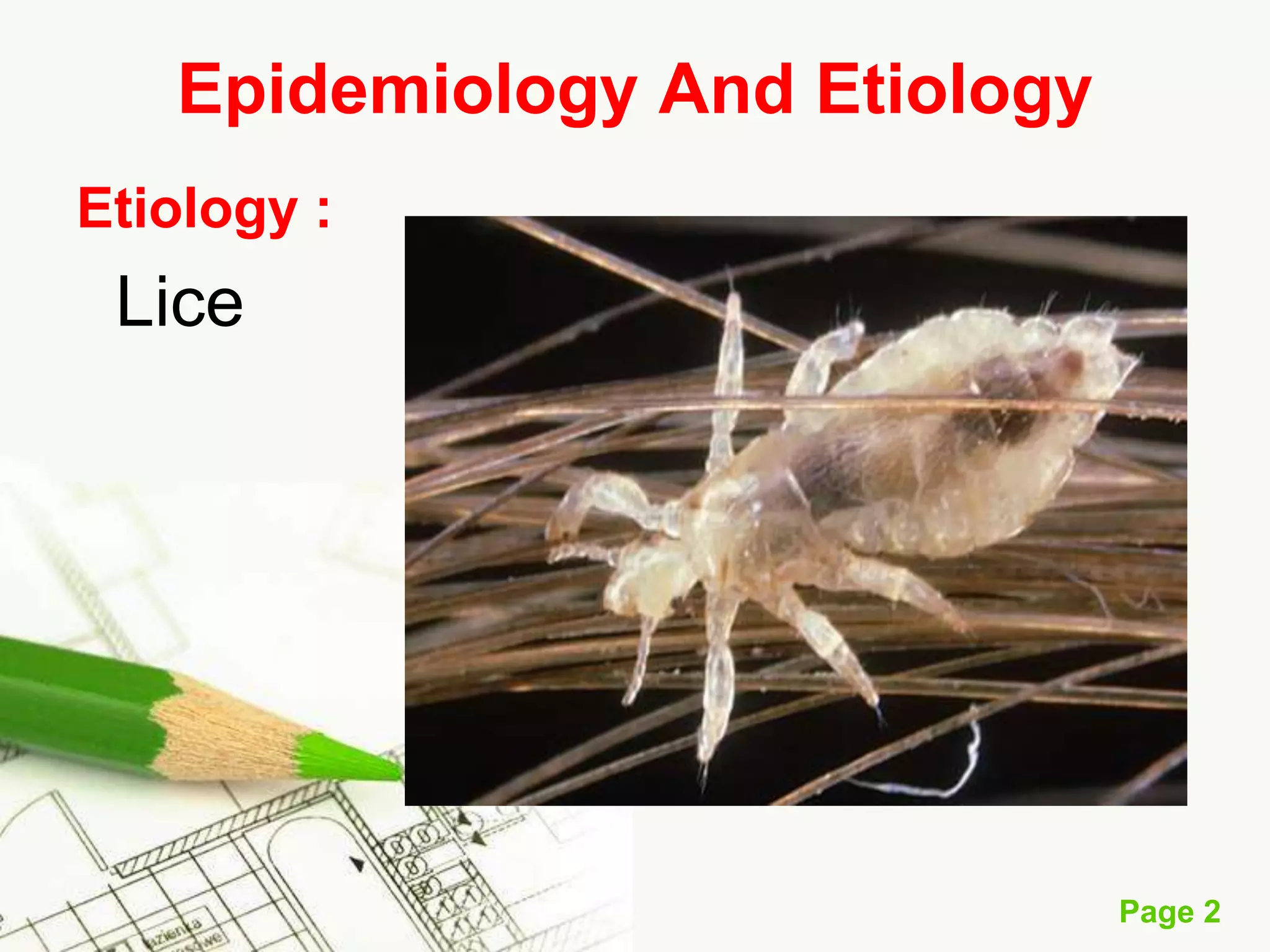 Pediculosis Treatment Procedure Ppt