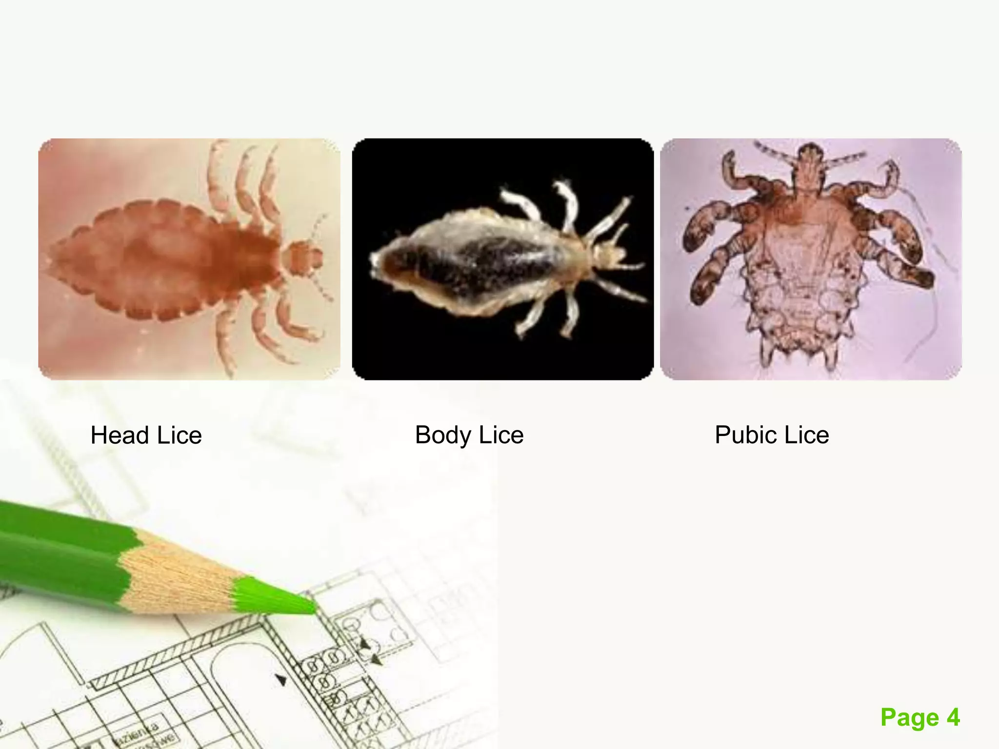 Pediculosis | PPT
