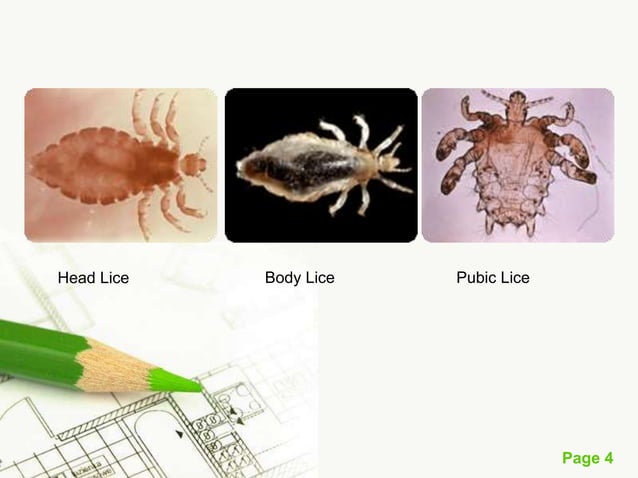 Pediculosis | PPT | Infectious Diseases | Diseases and Conditions