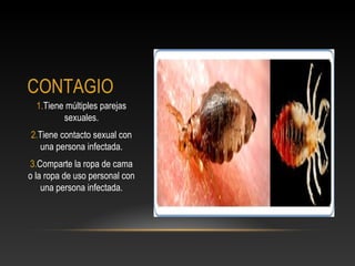 Pediculosis púbica (Phthirus pubis-Ladillas) | PPT
