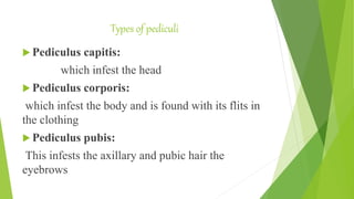 pediculosis treatment.pptx