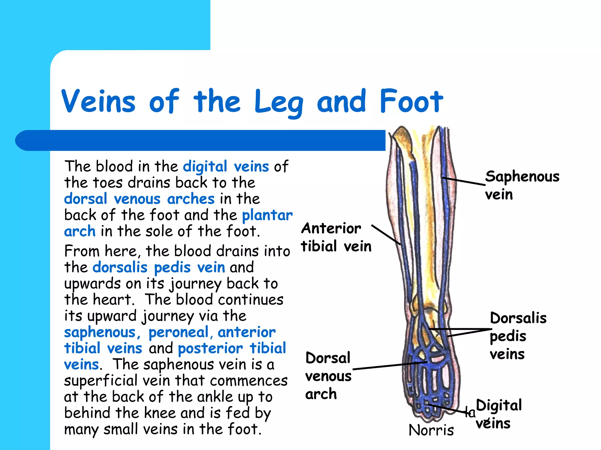 Pedicure blood supply | PPT