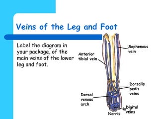 Pedicure blood supply | PPT