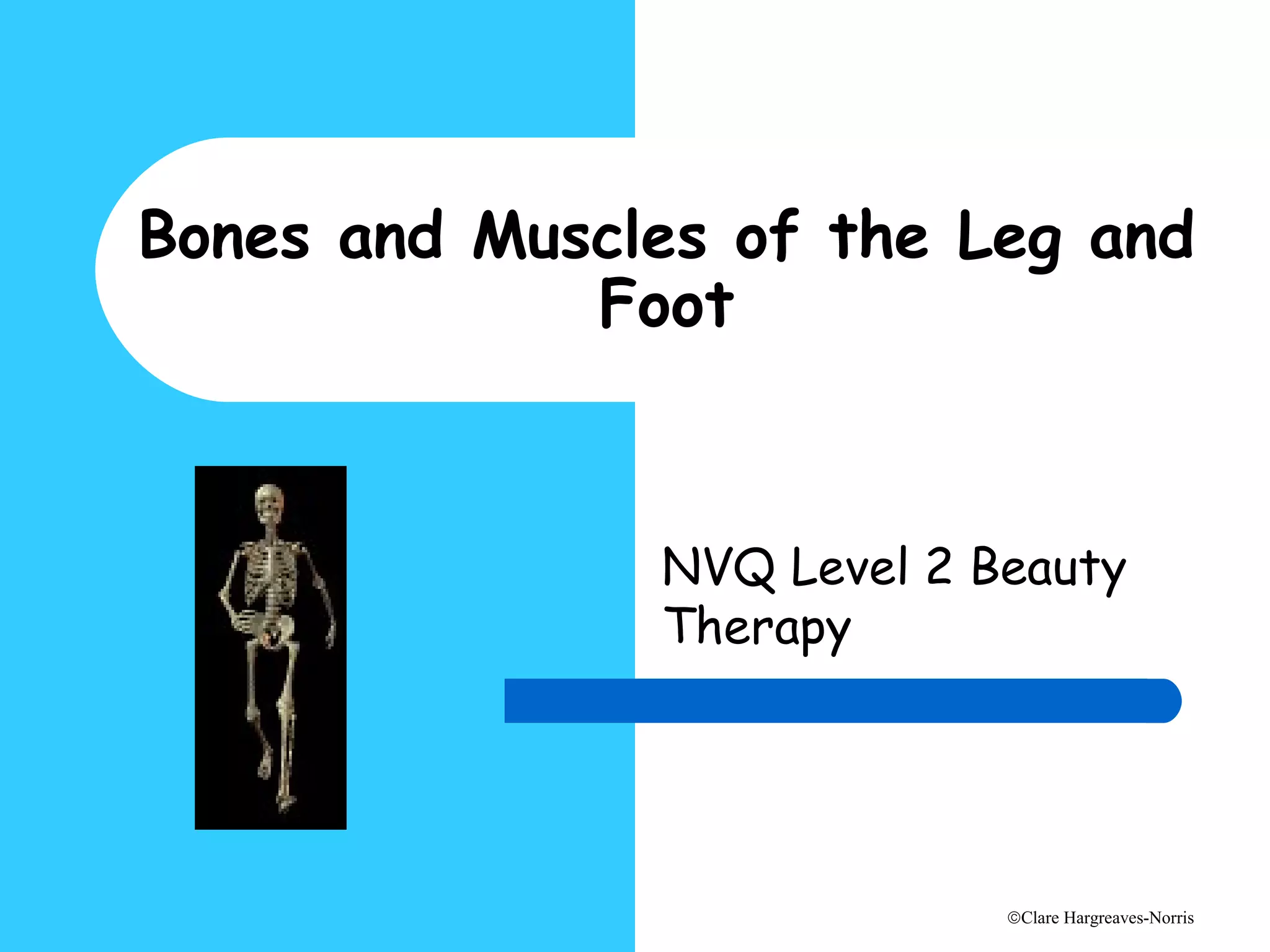 Pedicure bones & muscles | PPT