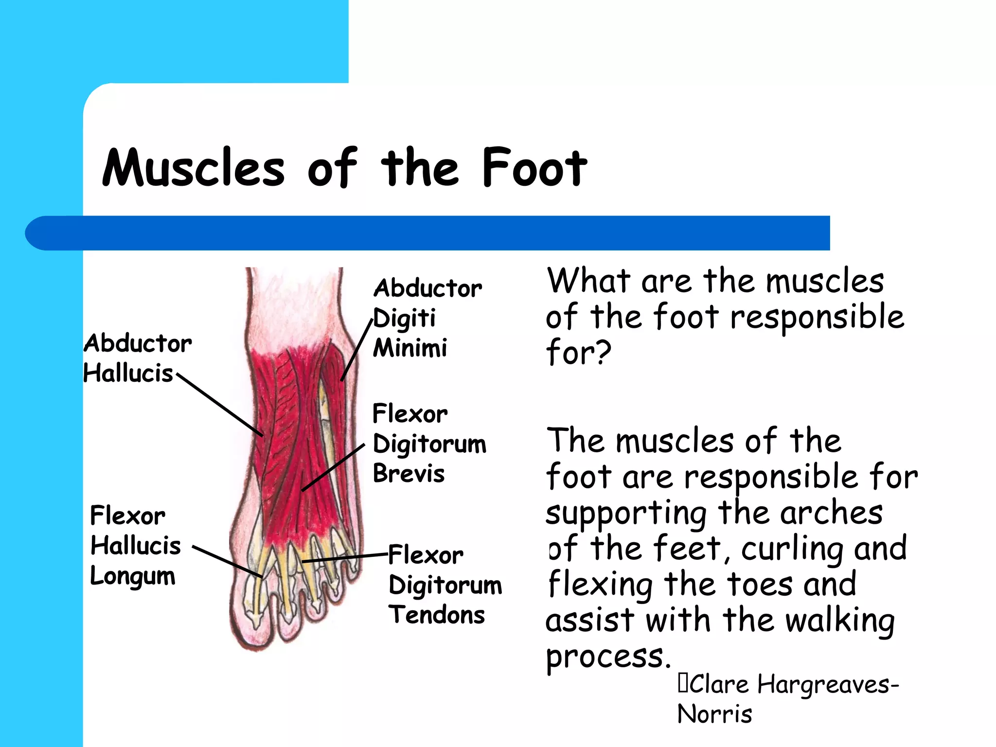 Pedicure bones & muscles | PPT