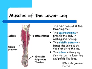 Pedicure bones & muscles | PPT