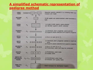 Pedigree Selection | PPTX