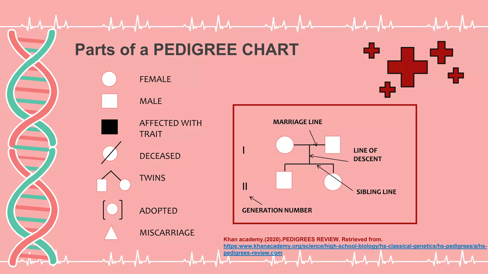 IV. MENDELIAN INHERITANCE (The Pedigree analysis) | PPTX