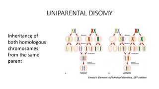 PEDIGREE ANALYSIS.pptx