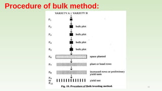 Pedigree and bulk sudha s | PPT