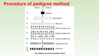 Pedigree and bulk sudha s | PPT