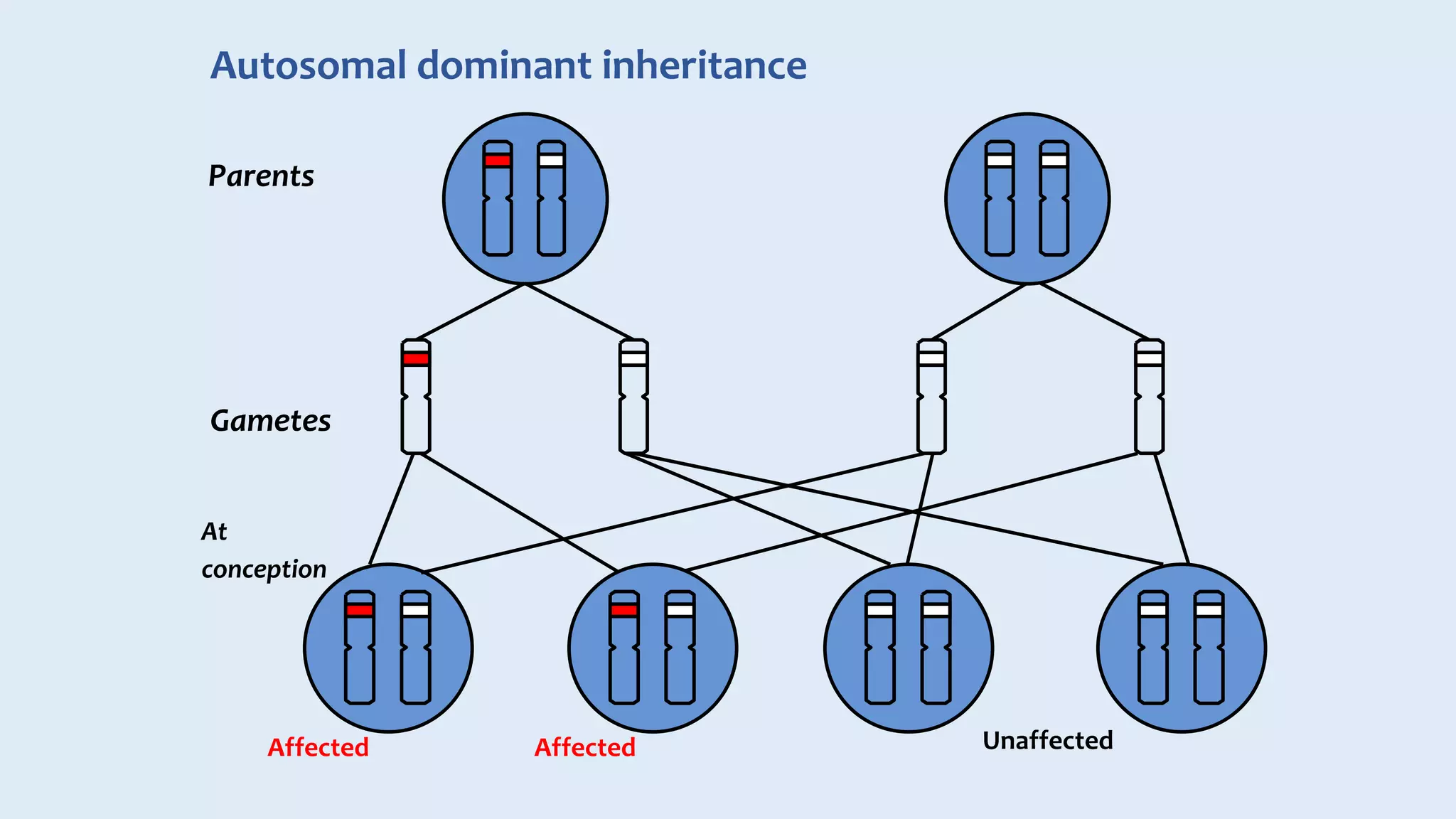 Pedigree chart & autosomal inheritance | PPTX