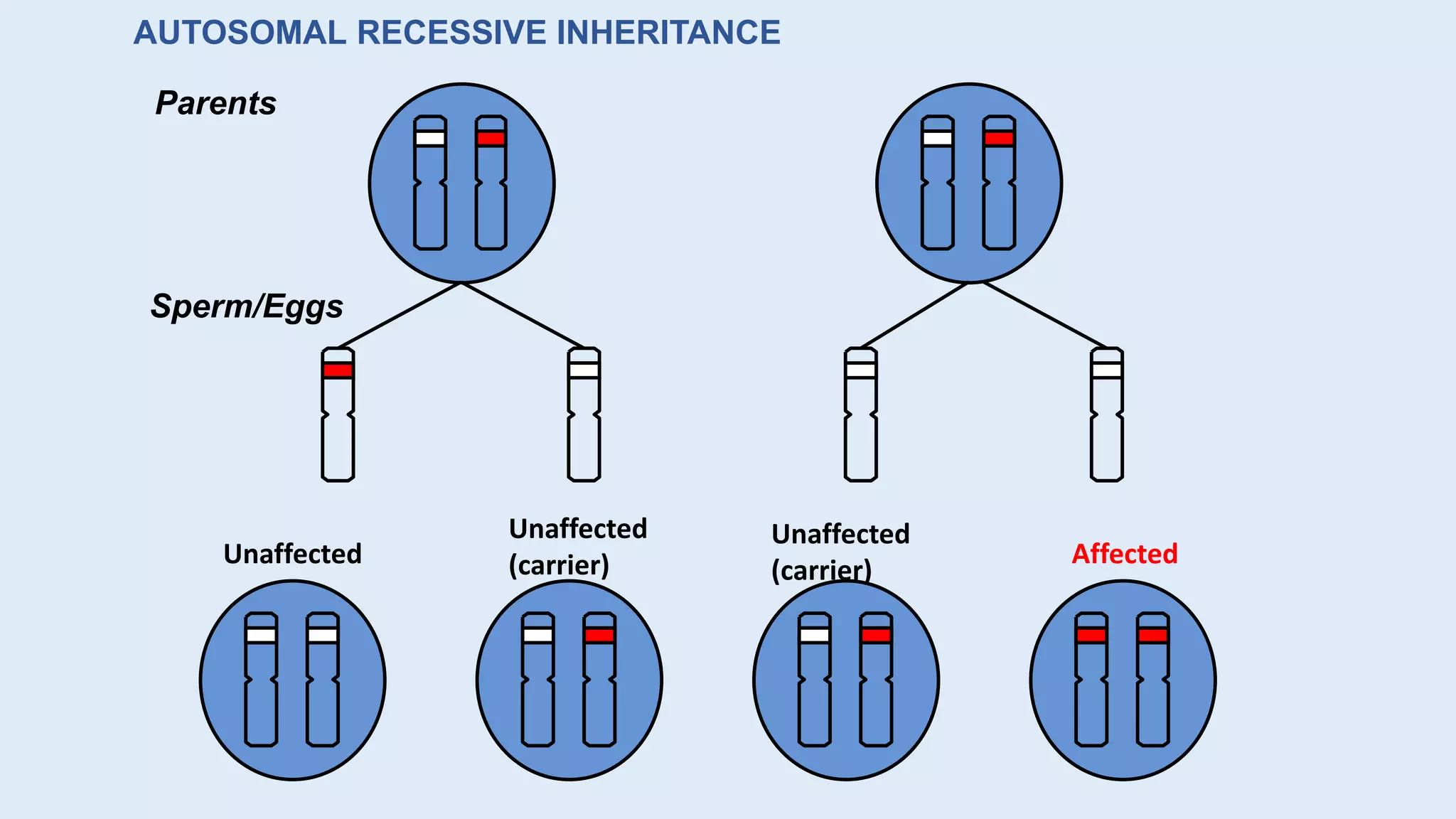 Pedigree chart & autosomal inheritance | PPTX