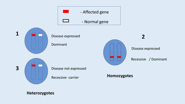Pedigree chart & autosomal inheritance | PPTX
