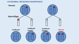 Pedigree chart & autosomal inheritance | PPTX