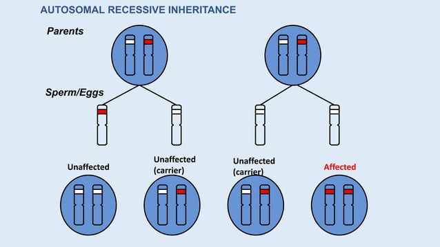 Pedigree chart & autosomal inheritance | PPTX