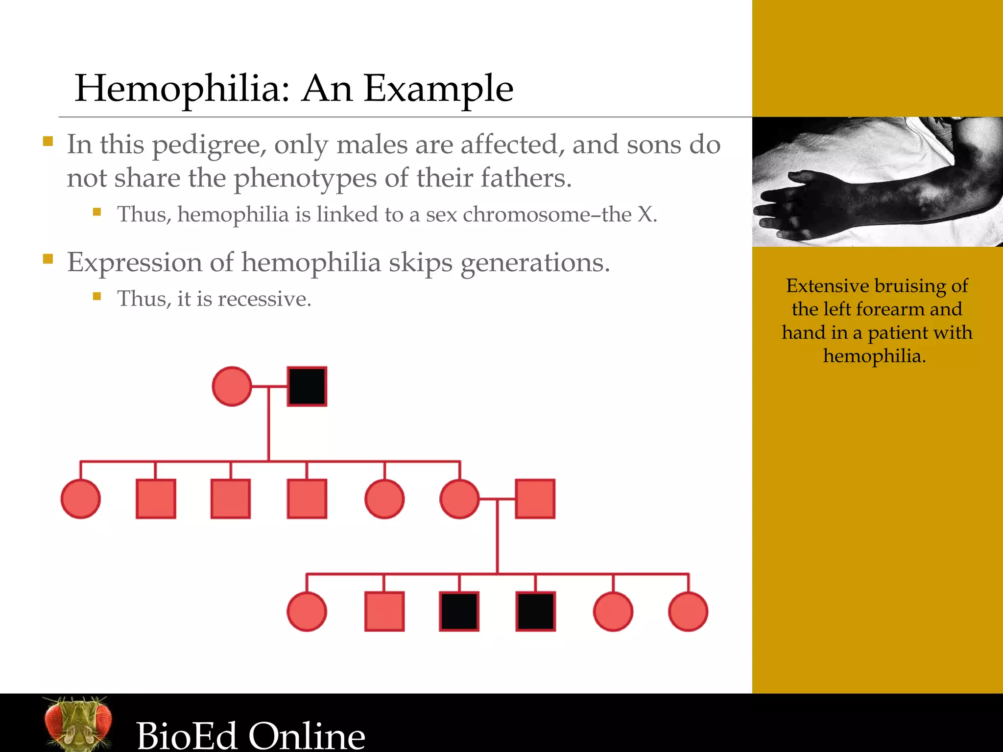 Pedigree examples | PPT