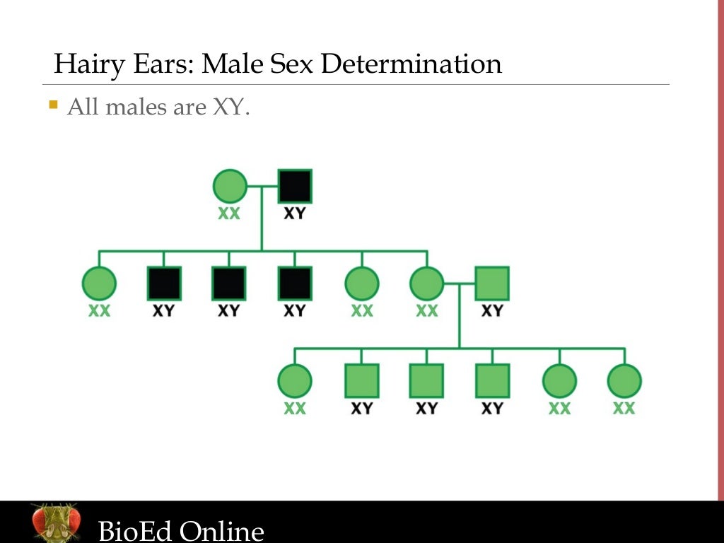 Pedigree examples