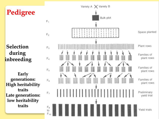 Pedigree method | PPT