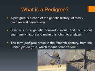 Pedigree nomenclature | PPTX | Genealogy and Ancestry | Hobbies & Interests