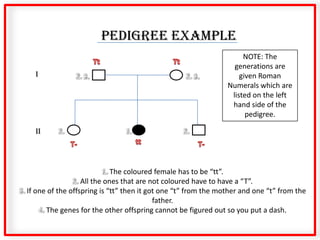 Pedigree Basics! | PPTX