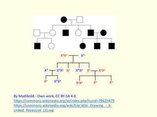 Pedigree Analysis | PPTX