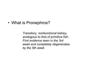 PEDI GU REVIEW embryology i | PPT